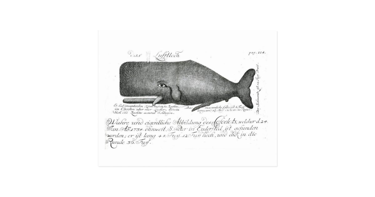 Vintage Whale Design Postcard | Zazzle.com