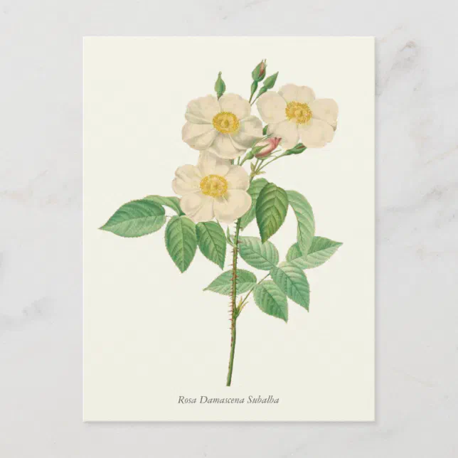 Vintage White and Yellow Rose Botanical Print Postcard | Zazzle