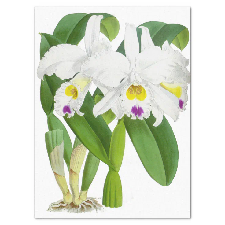 Vintage White Orchid Flower Tissue Paper | Zazzle