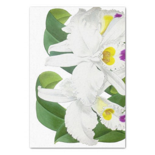 Vintage White Orchid Flower Tissue Paper | Zazzle