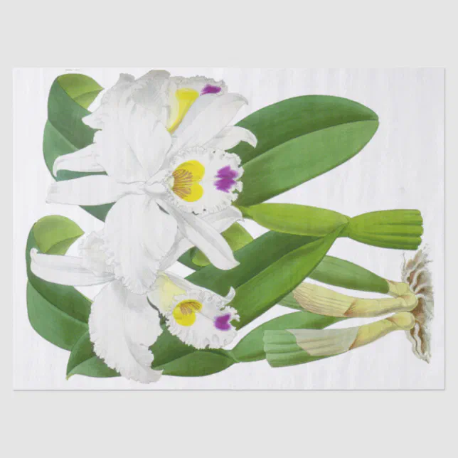 Vintage White Orchid Flower Tissue Paper | Zazzle