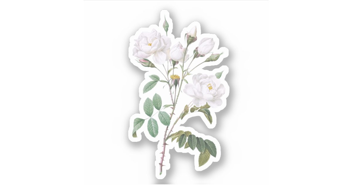 Vintage White Roses Sticker | Zazzle
