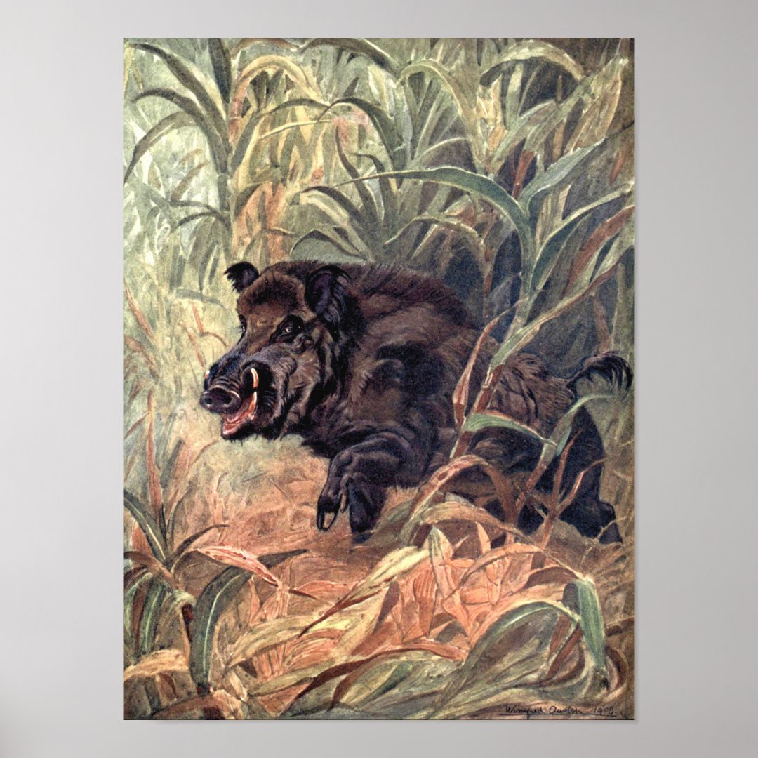 Vintage Wild Animal Indian Boar by Winifred Austen Poster | Zazzle
