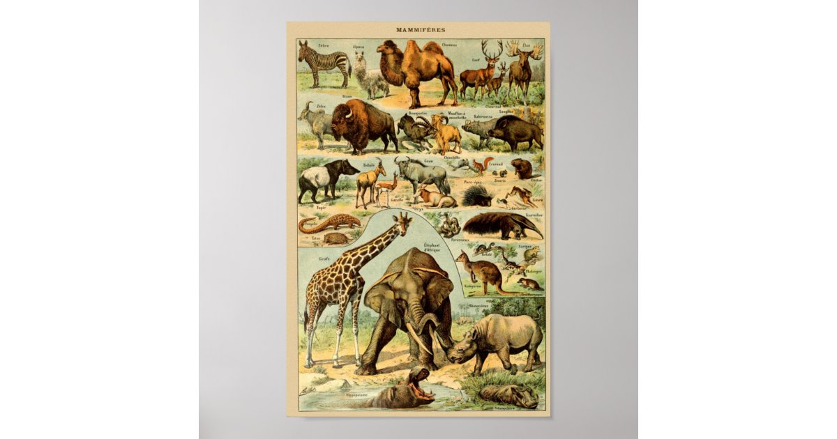 Vintage Wild Animals Illustration Poster | Zazzle