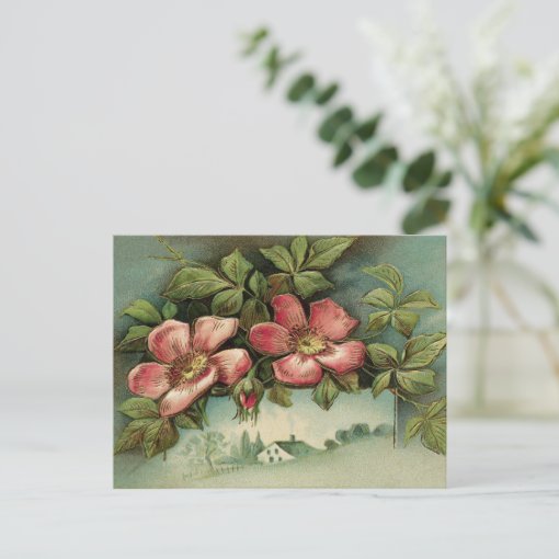 Vintage Wild Roses Postcard | Zazzle