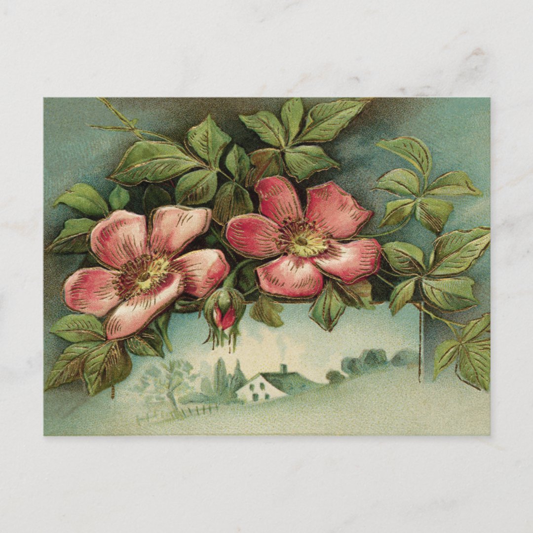 Vintage Wild Roses Postcard | Zazzle