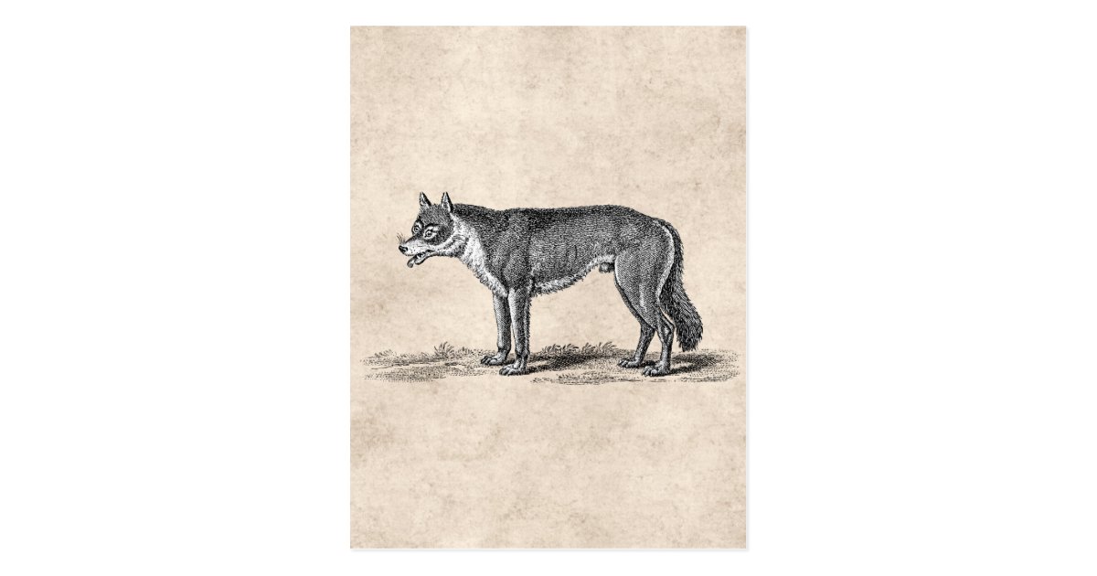Vintage Wolf Illustration - 1800's Wolves Template Postcard | Zazzle.com