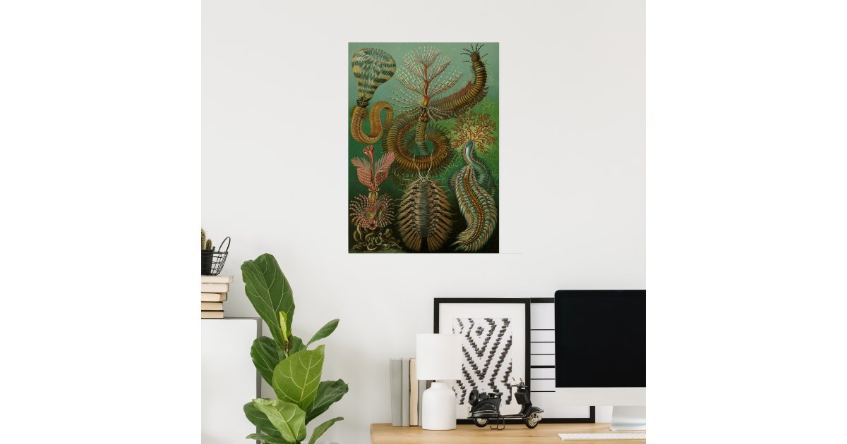 Vintage Worms Annelids Chaetopoda by Ernst Haeckel Poster | Zazzle