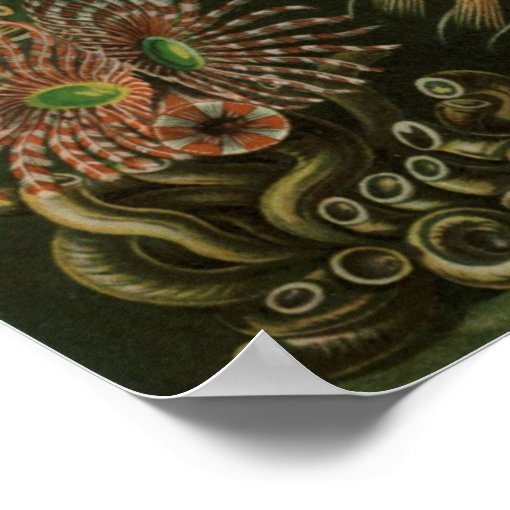 Vintage Worms Annelids Chaetopoda by Ernst Haeckel Poster | Zazzle