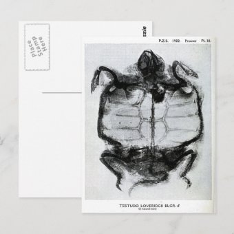 Vintage X-Ray of Turtle Postcard | Zazzle