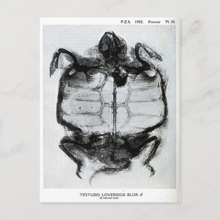 Vintage X-Ray of Turtle Postcard | Zazzle.com