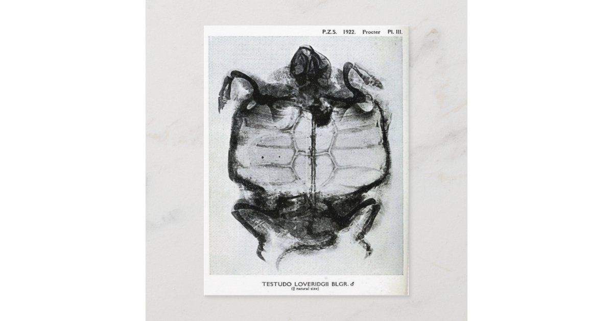 Vintage X-Ray of Turtle Postcard | Zazzle