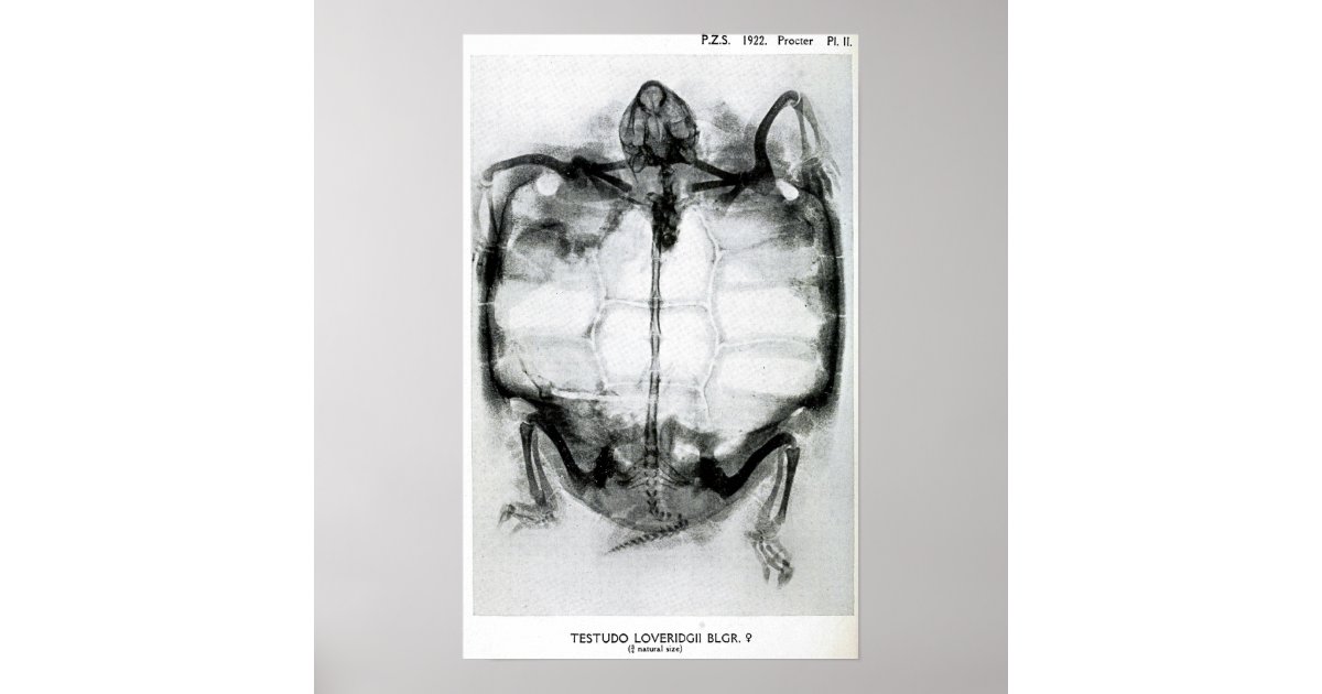 Vintage X-Ray of Turtle Poster | Zazzle