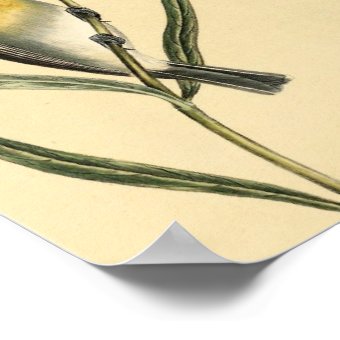 Vintage Yellow Warbler Bird Poster | Zazzle