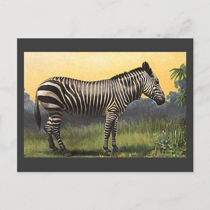 Vintage Zebra in the African Savannah, Wild Animal Postcard | Zazzle.com