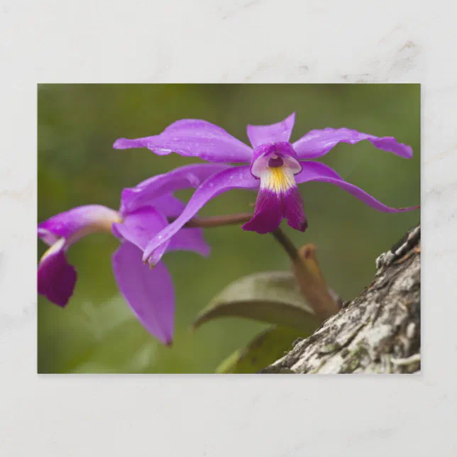 Violet Cattleya Orchid Cattleya violacea) Postcard | Zazzle