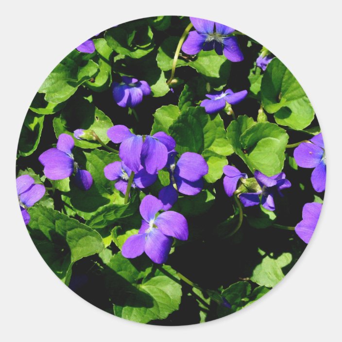 Violet Stickers | Zazzle.com