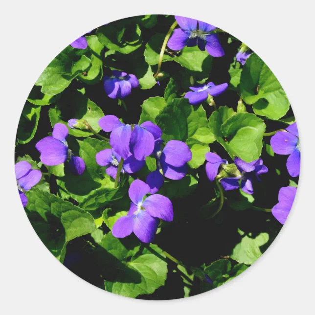 Violet Stickers | Zazzle