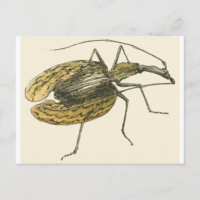 Violin Beetle Postcard | Zazzle