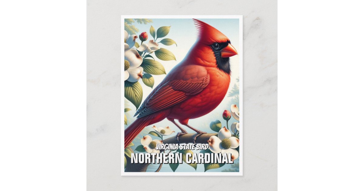 Virginia State Bird Northern Cardinal Postcard | Zazzle