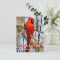 Virginia State Bird - Northern Cardinal Postcard | Zazzle