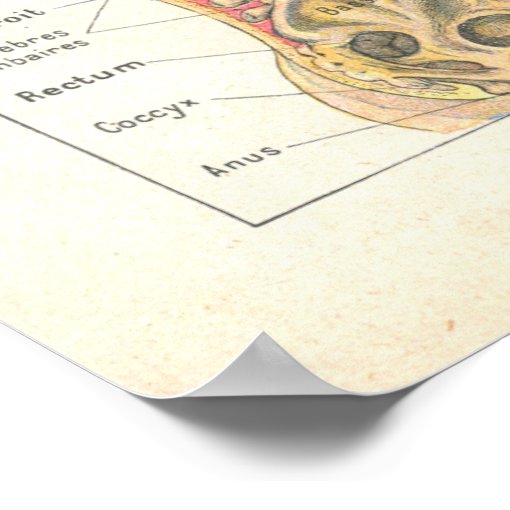 Viscera & Abdominal Anatomy Poster French | Zazzle