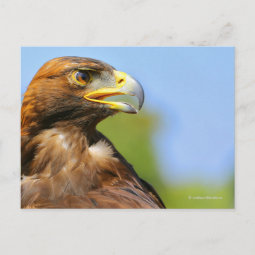 Vision of a Beautiful Young Golden Eagle Postcard | Zazzle