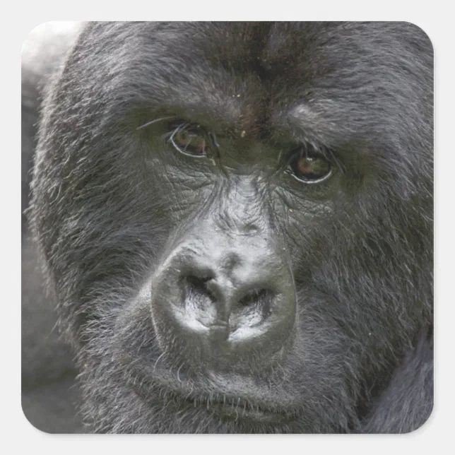 Volcanoes NP, Rwanda, Mountain Gorillas, Square Sticker | Zazzle