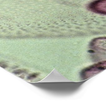 Volvox, algae poster | Zazzle