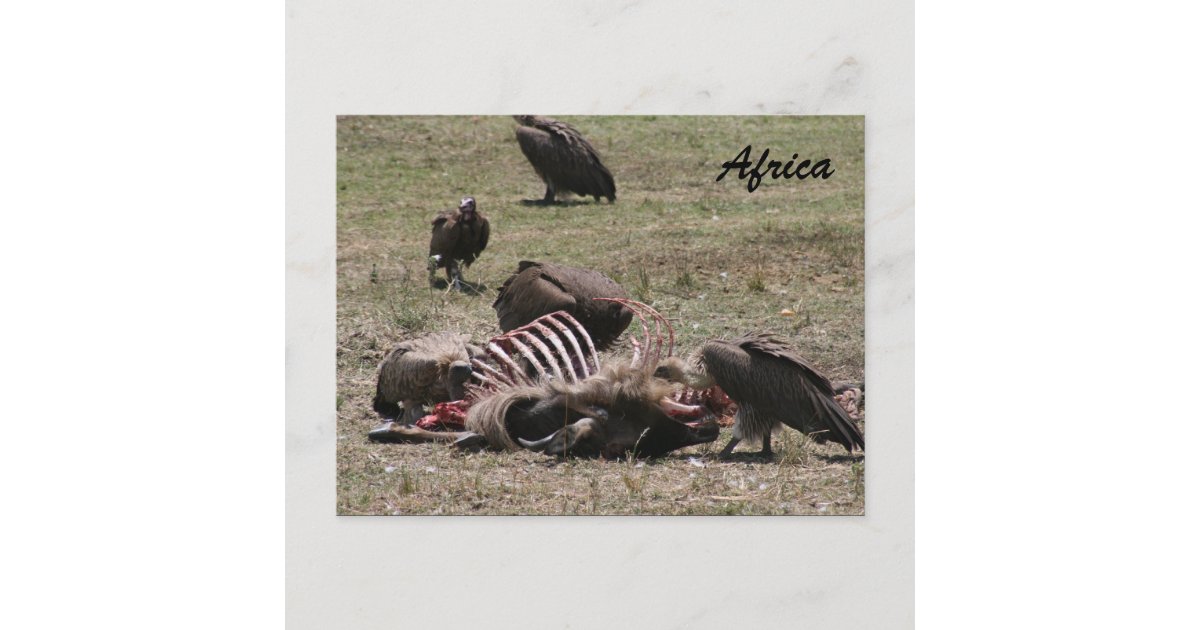 vulture carcass postcard | Zazzle