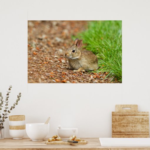 WA, Redmond, Eastern Cottontail baby rabbit Poster | Zazzle
