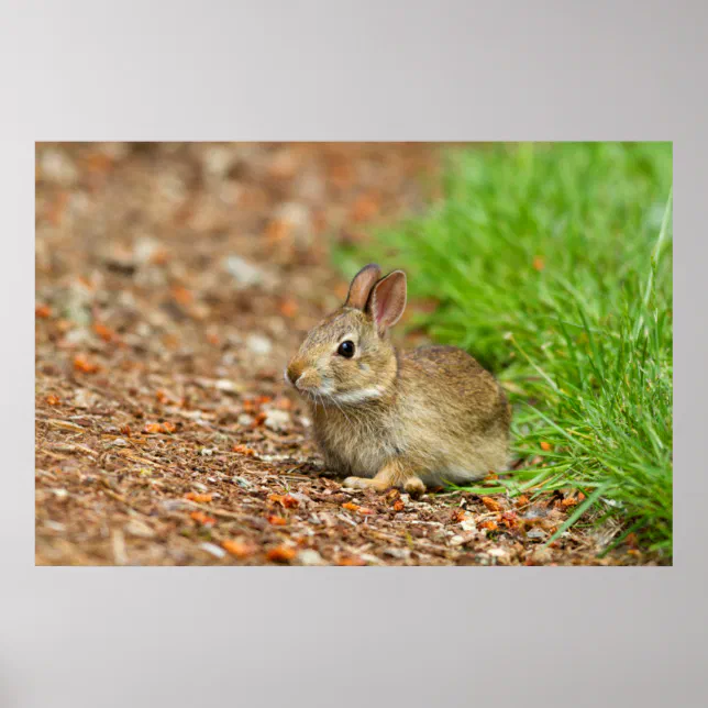WA, Redmond, Eastern Cottontail baby rabbit Poster | Zazzle
