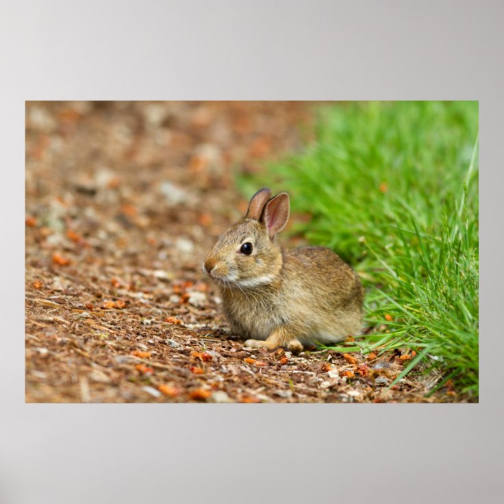 WA, Redmond, Eastern Cottontail baby rabbit Poster | Zazzle