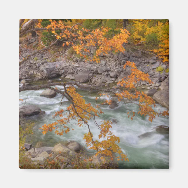 WA, Wenatchee National Forest, Maple tree and Magnet | Zazzle
