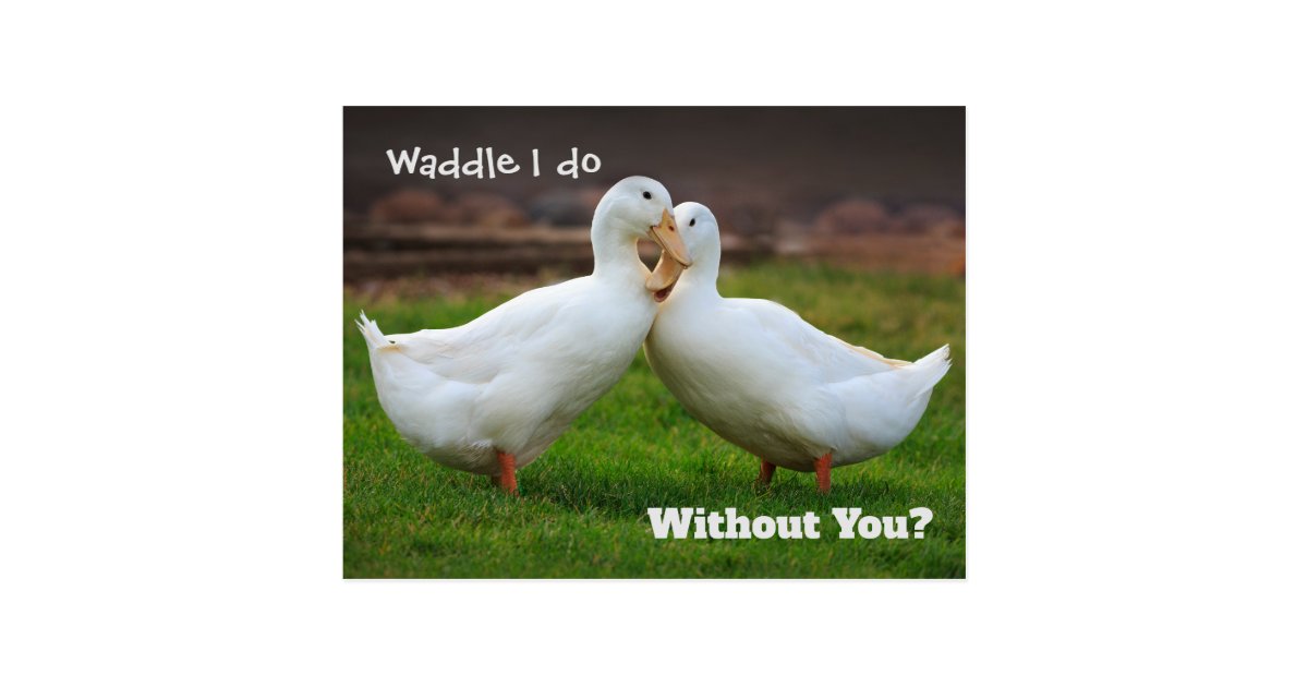 Waddle I Do Funny Ducks Postcard | Zazzle.com
