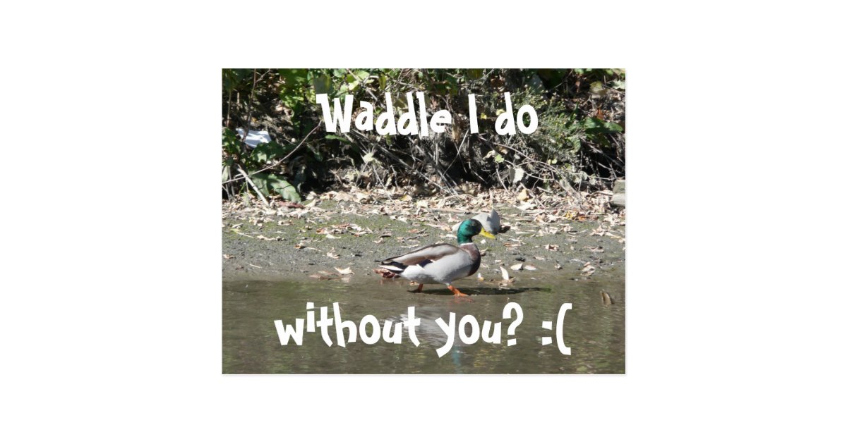 Waddle I do, without you? :( Postcard | Zazzle.com