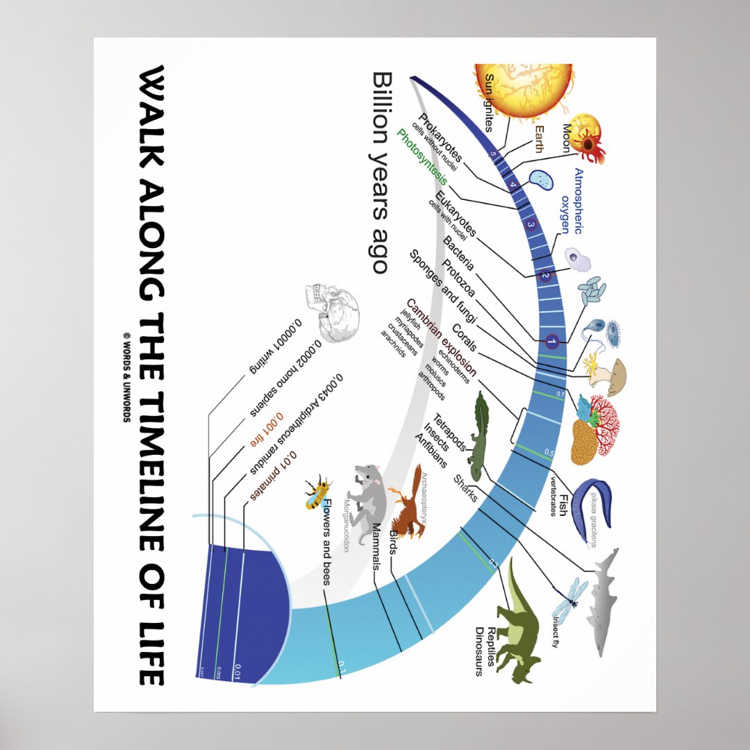 Walk Along The Timeline Of Life Biology Evolution Poster | Zazzle