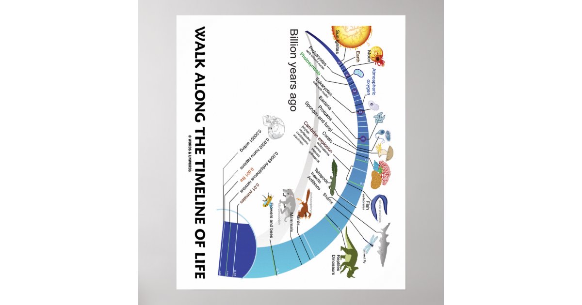 Walk Along The Timeline Of Life Biology Evolution Poster | Zazzle