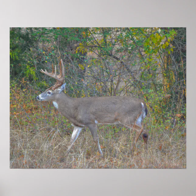 Walking Big Buck Deer in Texas Poster | Zazzle