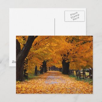 Walking Down Autumn's Memory Lane Postcard | Zazzle