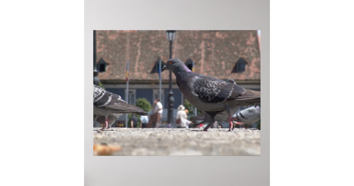 Walking pigeons poster | Zazzle