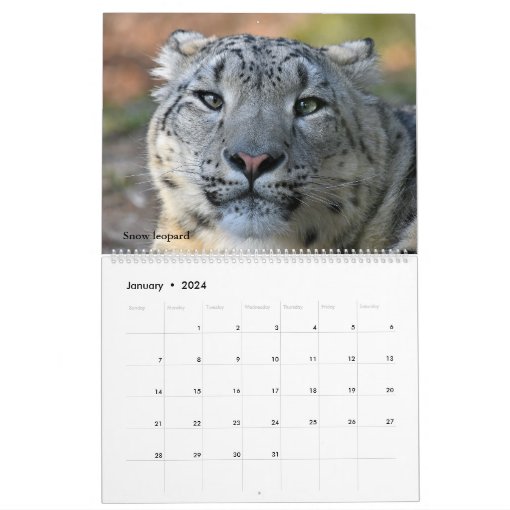 Wall calendar with photos of wild cats | Zazzle