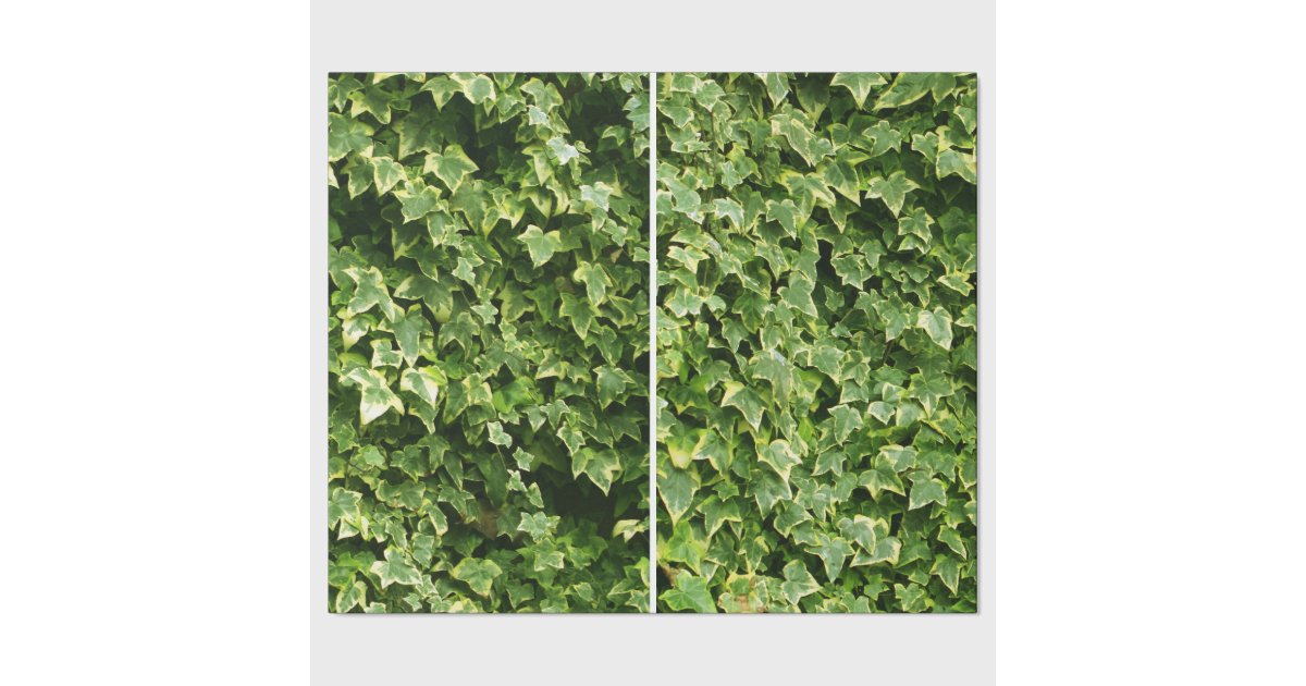 Wall of Ivy Leaves Wrapping Paper | Zazzle