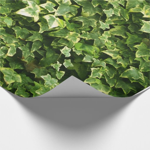 Wall of Ivy Leaves Wrapping Paper | Zazzle