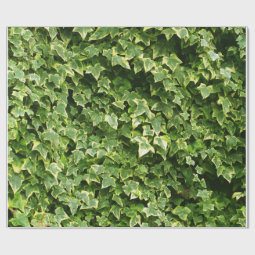 Wall of Ivy Leaves Wrapping Paper | Zazzle
