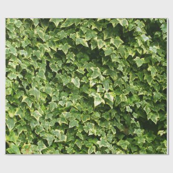 Wall of Ivy Leaves Wrapping Paper | Zazzle
