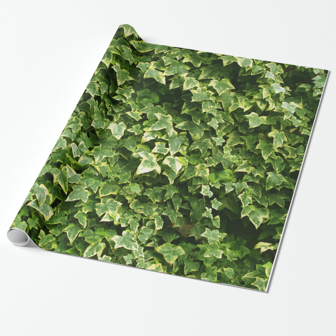 Wall of Ivy Leaves Wrapping Paper | Zazzle