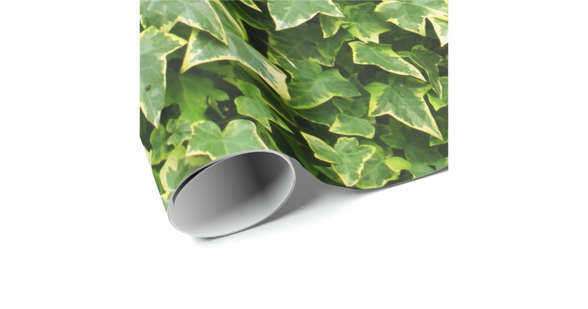Wall of Ivy Leaves Wrapping Paper | Zazzle