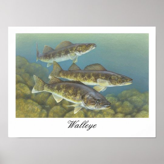 Walleye Painting Poster | Zazzle