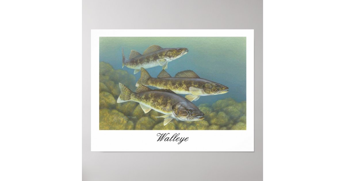 Walleye Painting Poster | Zazzle